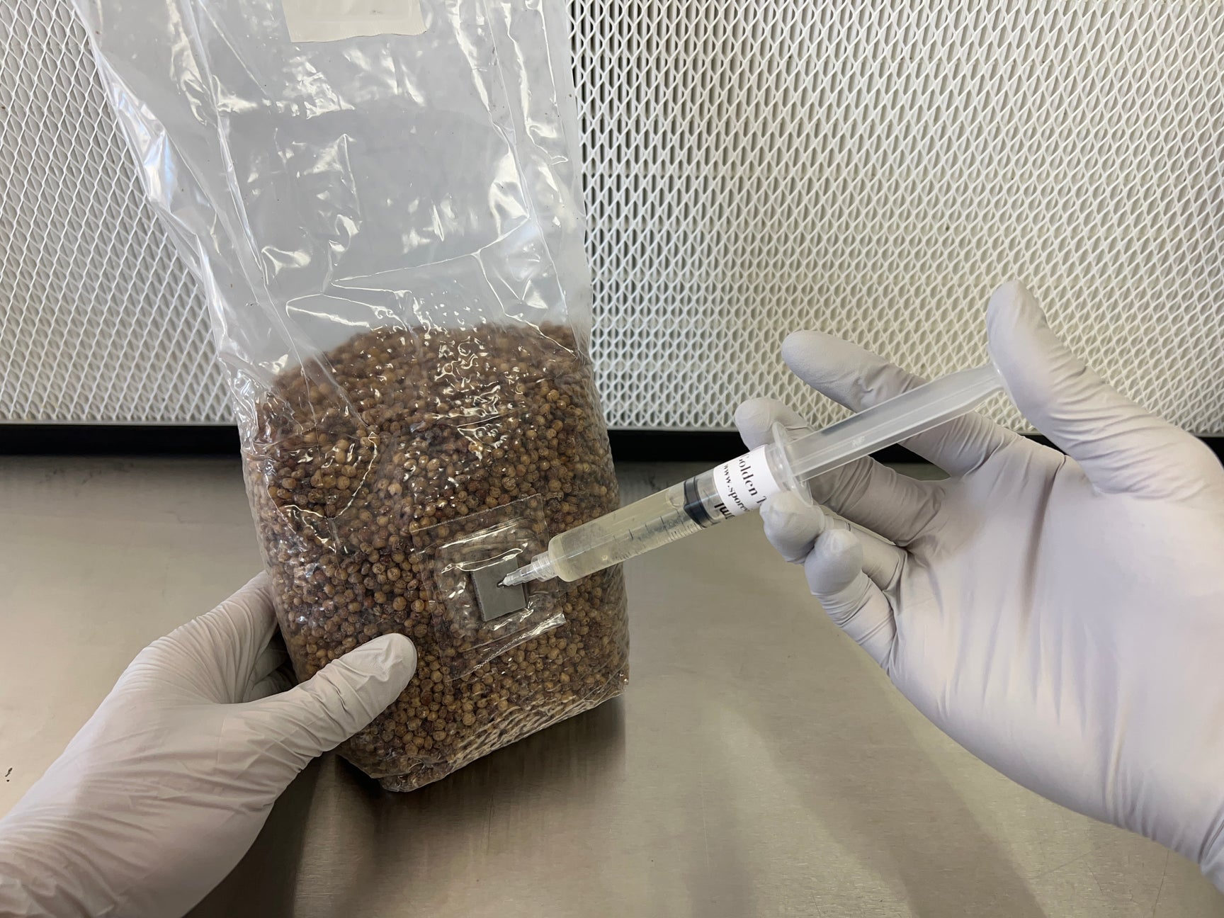 Bag Fruiting Guide – Surfin' Spores